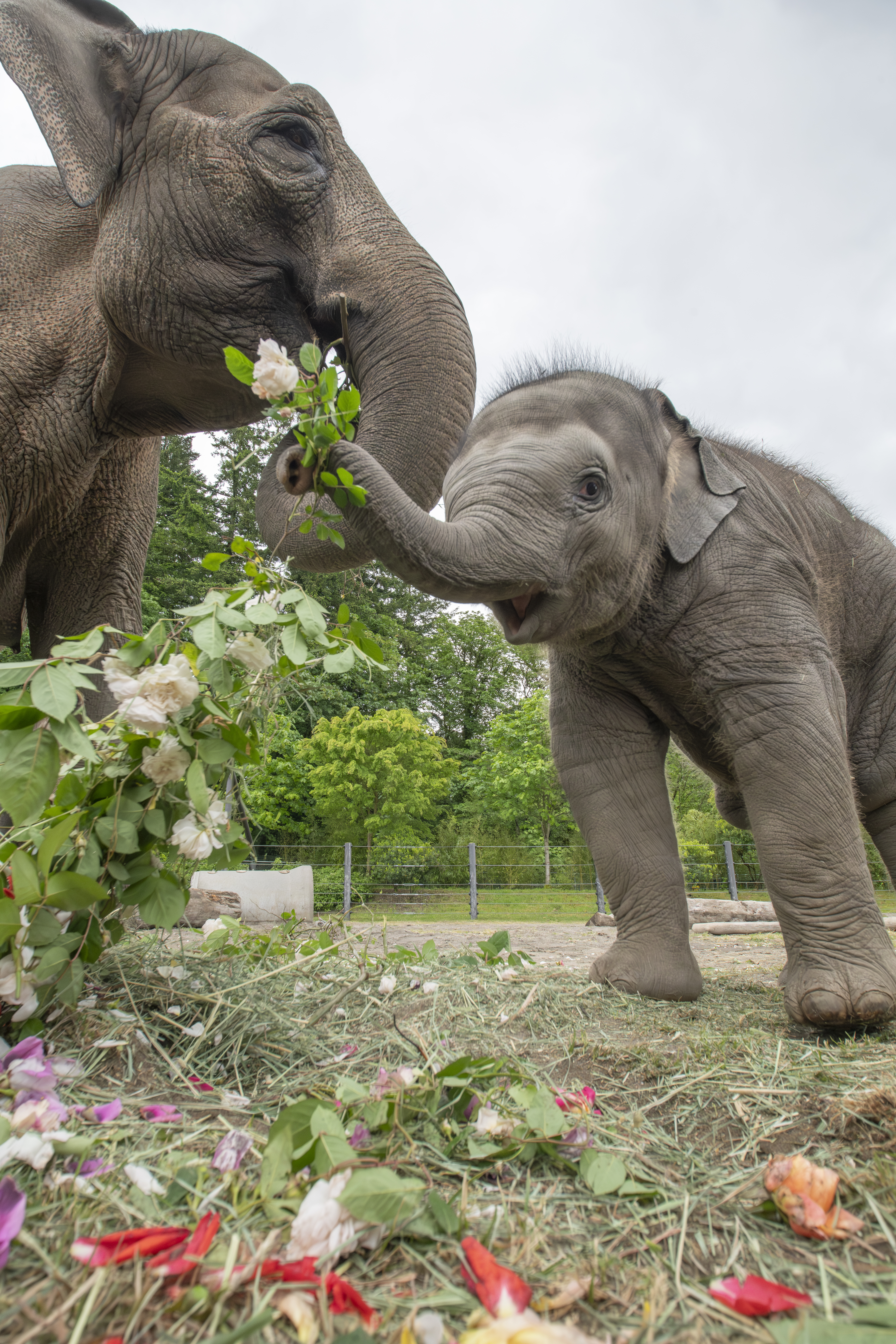 Adorable Asian elephant Tula-Tu named Rose Festival Grand Floral Parade ...