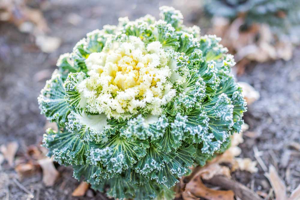 Spring is just around the corner! Time to prep your plants | The ...