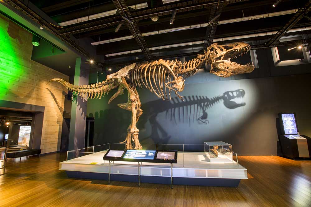 Meet T. rex and all its kin at OMSI, starting March 2 | The Portland ...