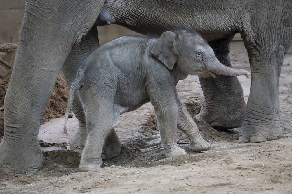 Oregon Zoo baby elephant is a female and it’s named Tula-Tu | The ...