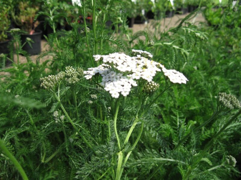 Plant a rain garden to keep the rivers clean | The Portland Tribune